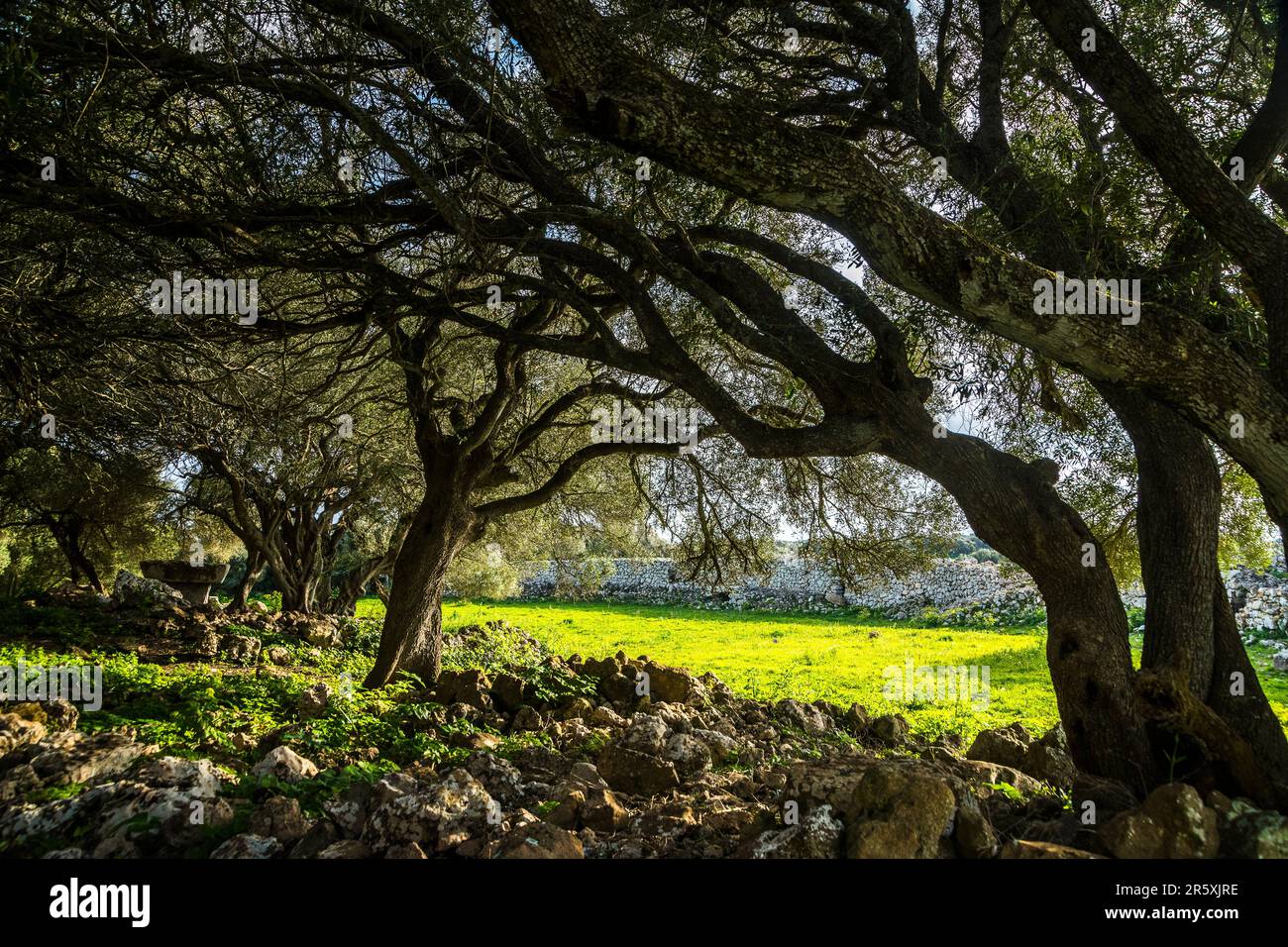 The olive, botanical name Olea europaea, meaning 'European olive' in ...