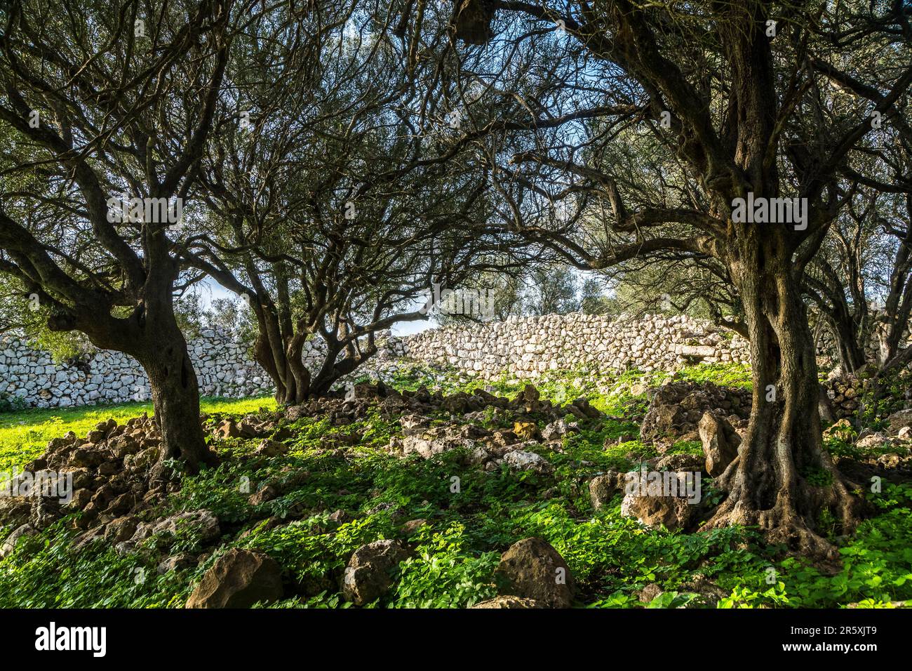 The olive, botanical name Olea europaea, meaning 'European olive' in ...