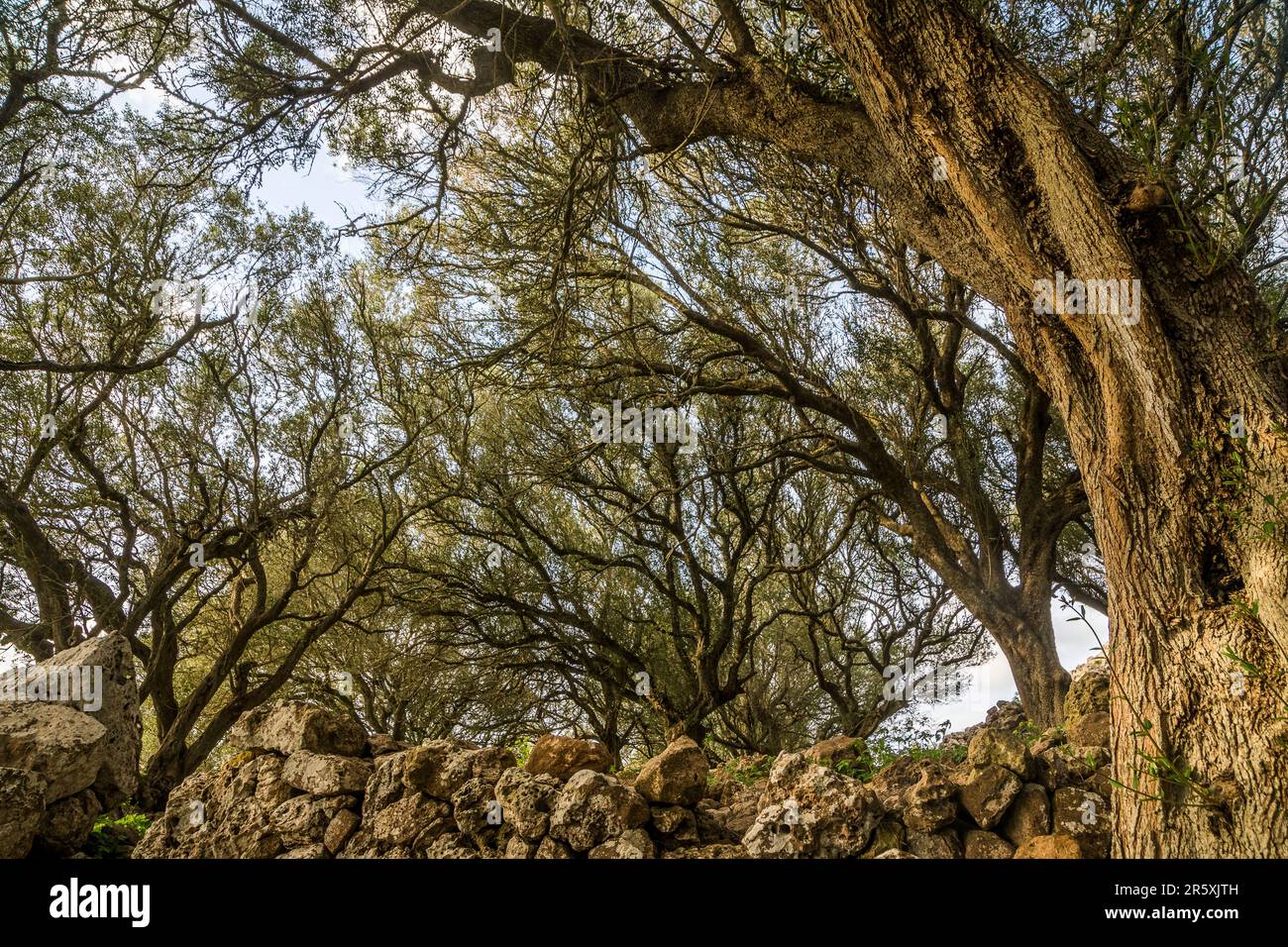 The olive, botanical name Olea europaea, meaning 'European olive' in ...