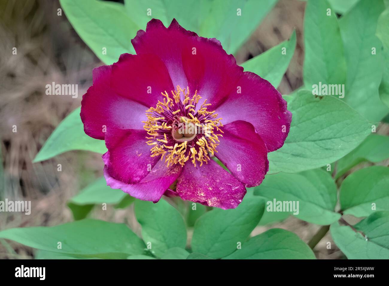Wild peonies (Paeonia arietina) along the Lycian Way, Antalya, Turkey ...