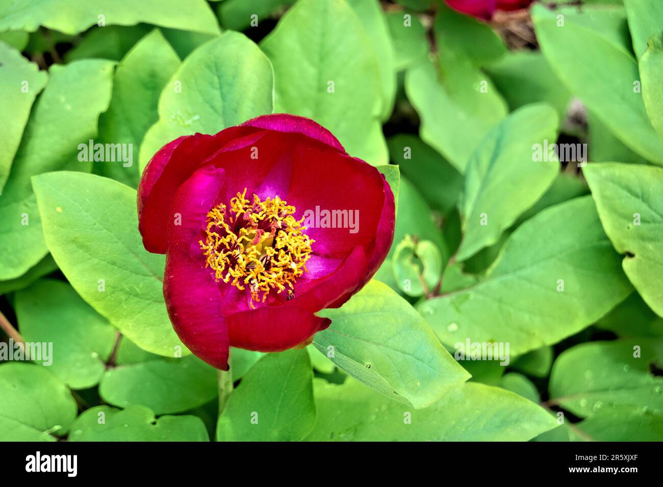 Wild peonies (Paeonia arietina) along the Lycian Way, Antalya, Turkey ...