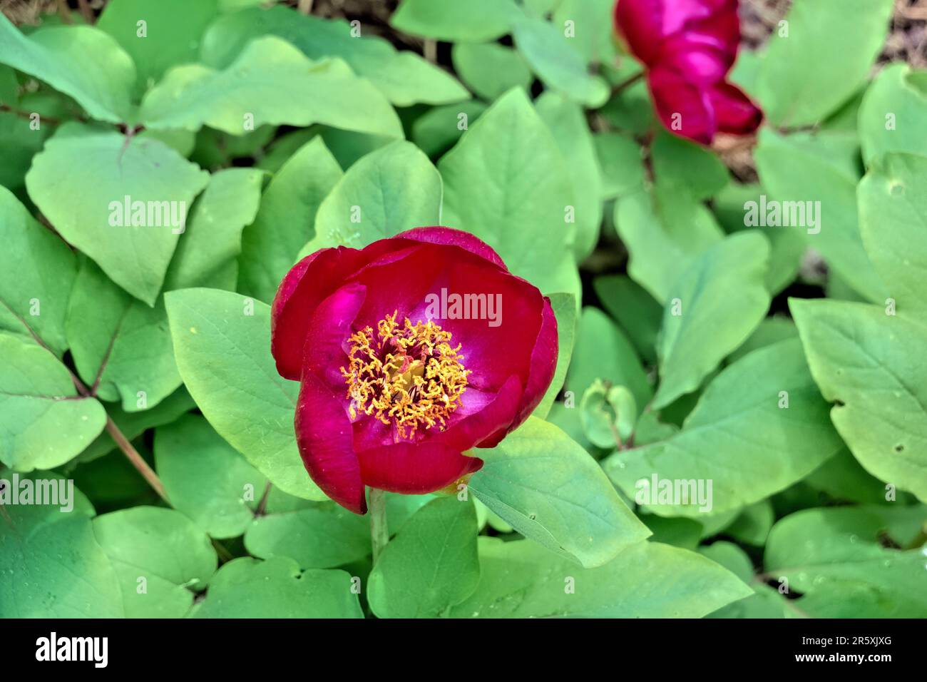 Wild peonies (Paeonia arietina) along the Lycian Way, Antalya, Turkey ...