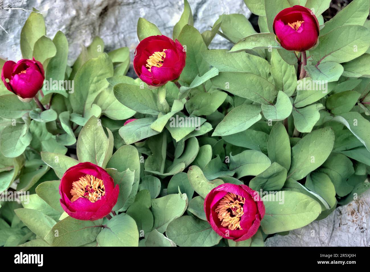 Wild peonies (Paeonia arietina) along the Lycian Way, Antalya, Turkey ...