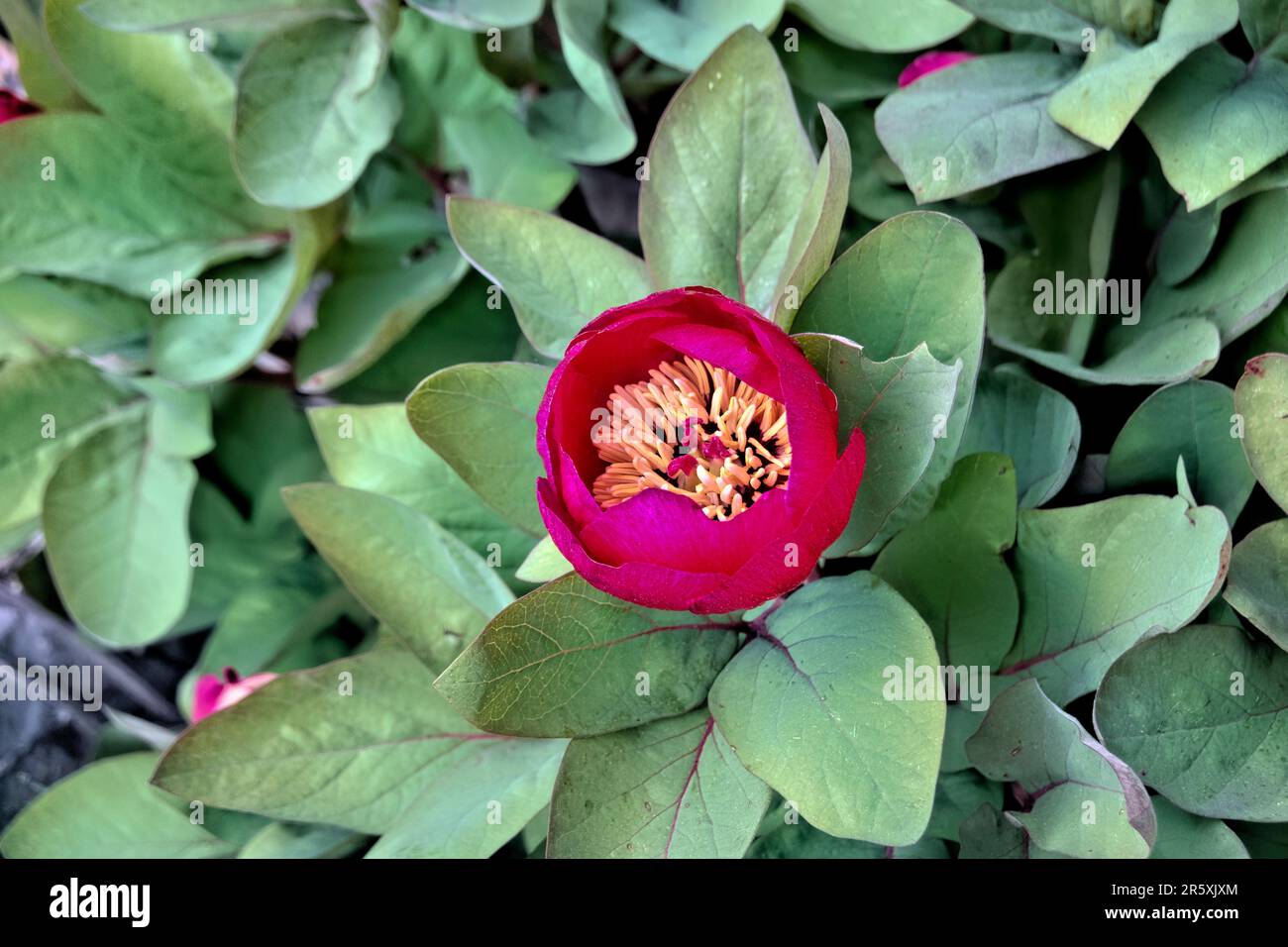 Wild peonies (Paeonia arietina) along the Lycian Way, Antalya, Turkey ...