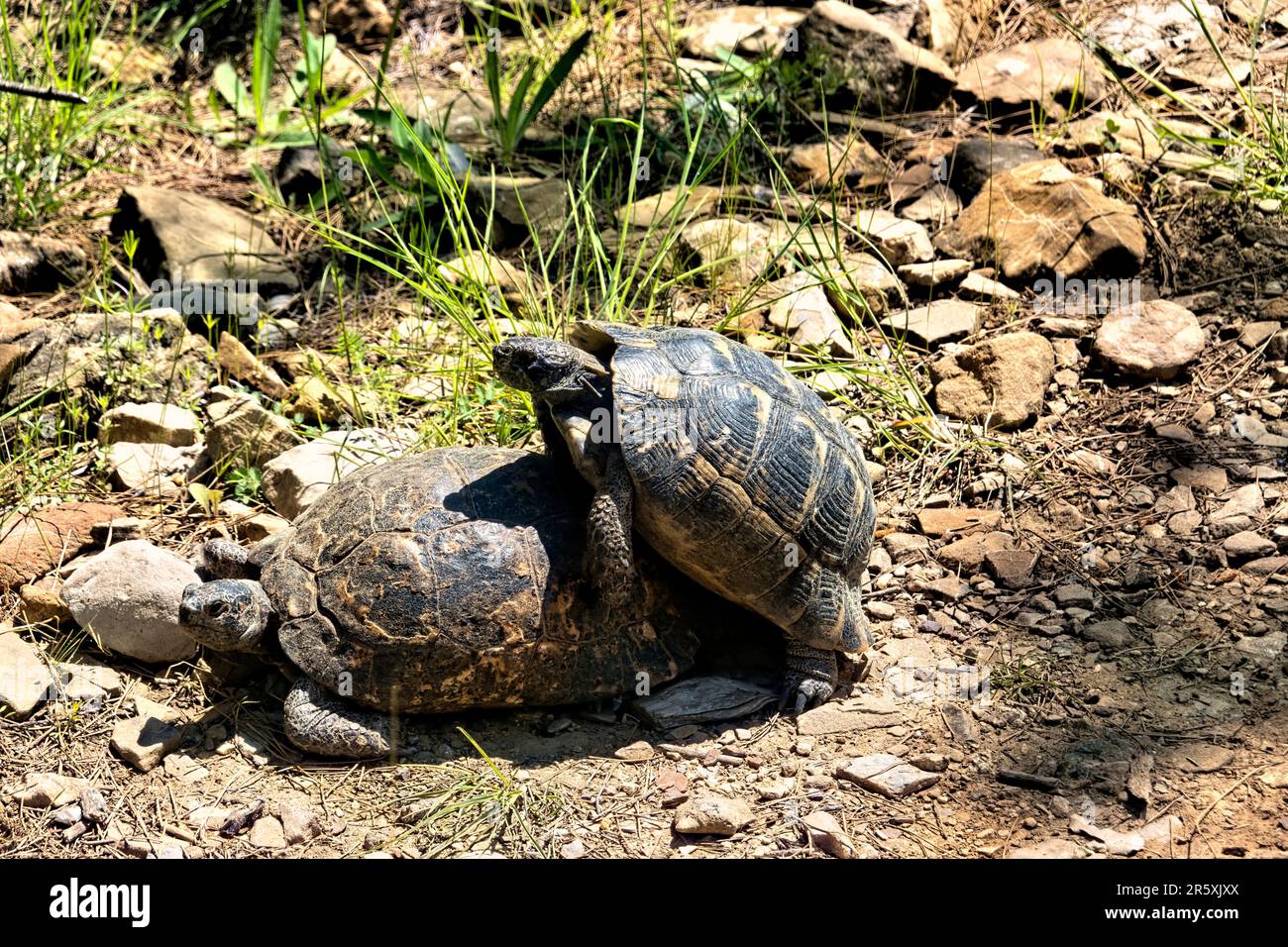Greek tortoises (Testudo graeca) on the Lycian Way, Antalya, Turkey ...