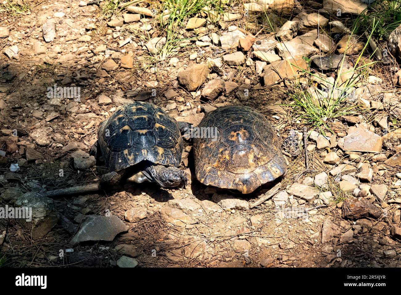 Greek tortoises (Testudo graeca) on the Lycian Way, Antalya, Turkey ...