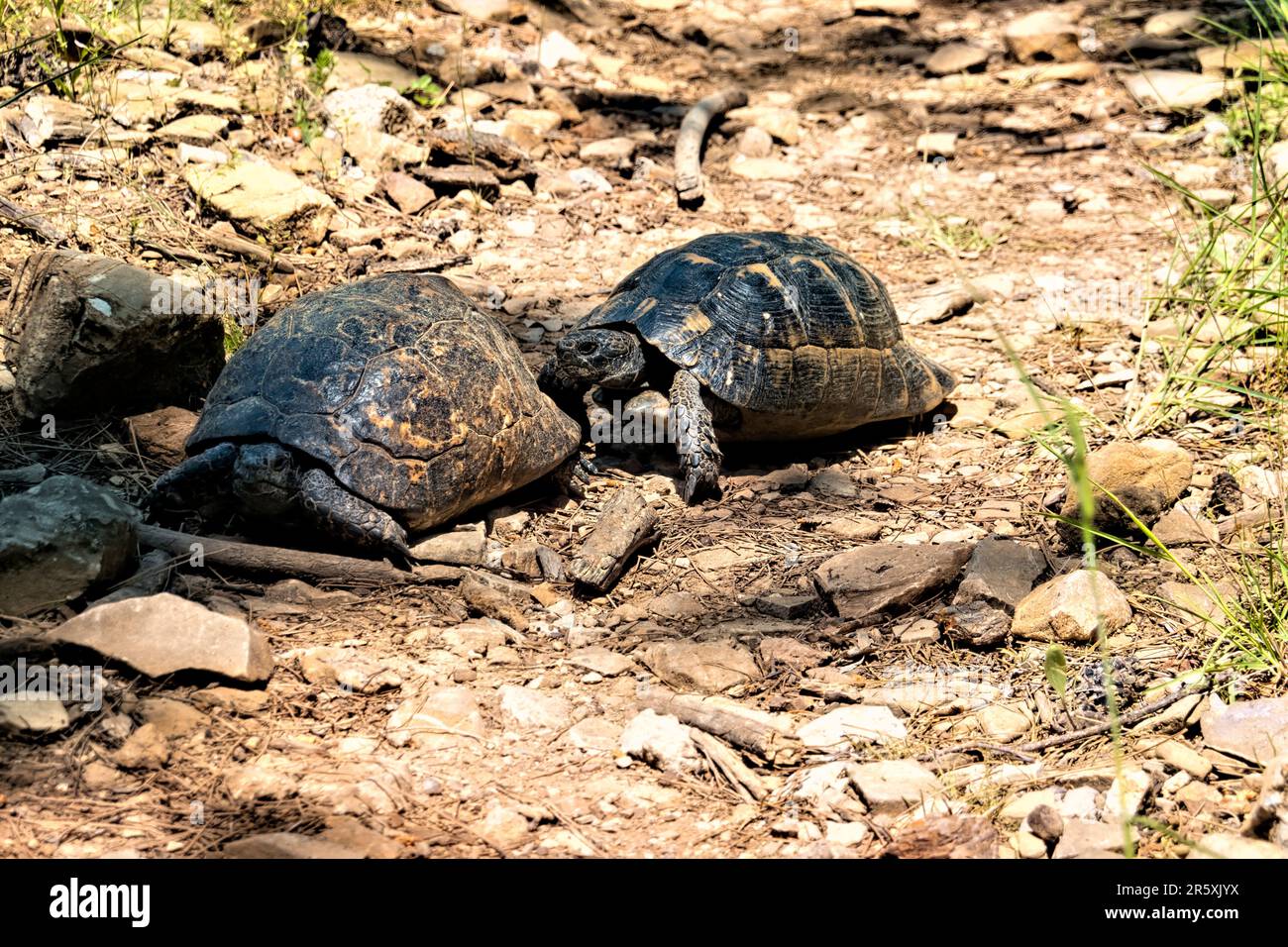 Greek tortoises (Testudo graeca) on the Lycian Way, Antalya, Turkey ...