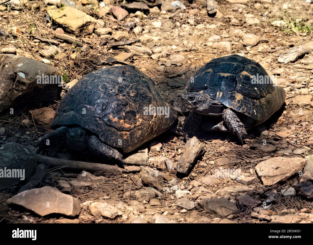 Greek tortoises (Testudo graeca) on the Lycian Way, Antalya, Turkey ...