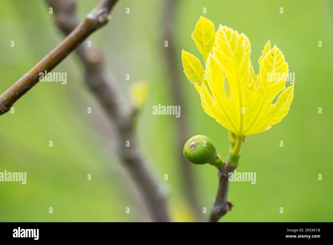 The fig is the edible fruit of Ficus carica, a species of small tree in ...