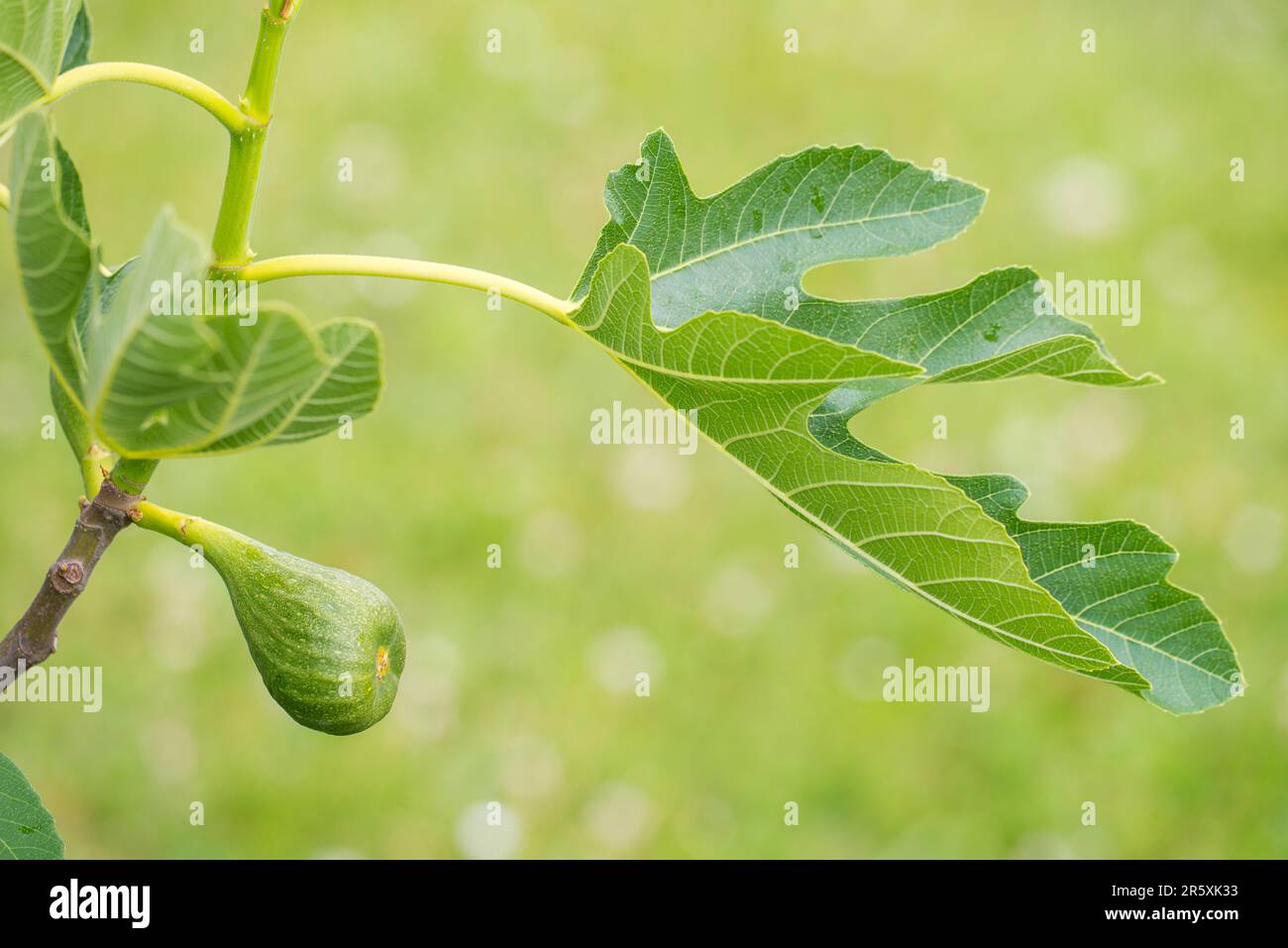 The fig is the edible fruit of Ficus carica, a species of small tree in ...