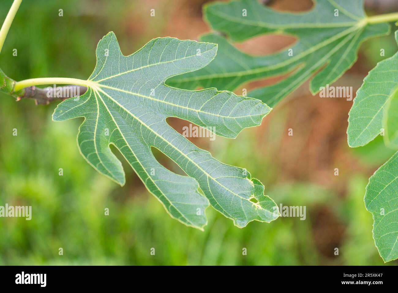 The fig is the edible fruit of Ficus carica, a species of small tree in ...