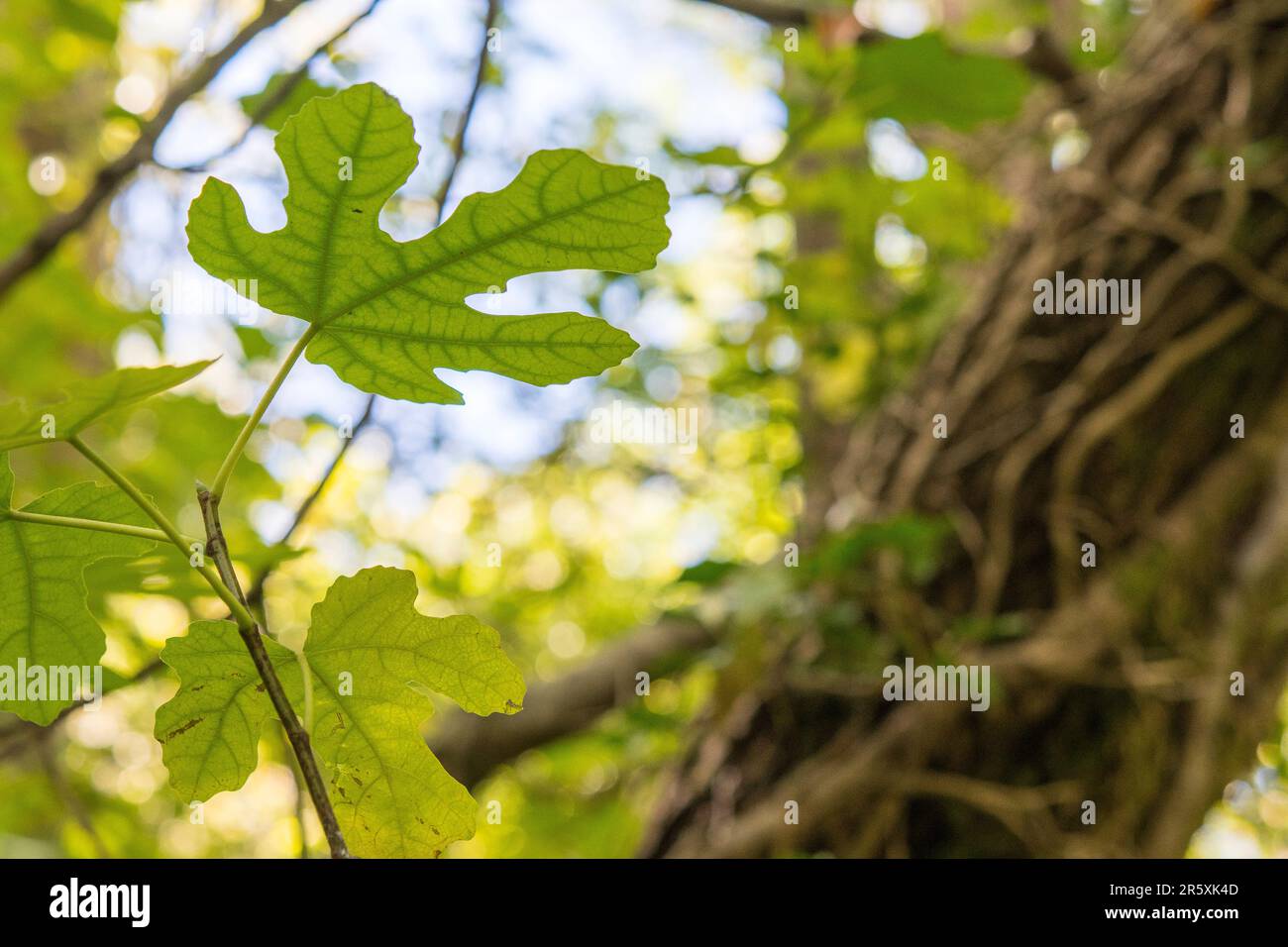 The fig is the edible fruit of Ficus carica, a species of small tree in ...