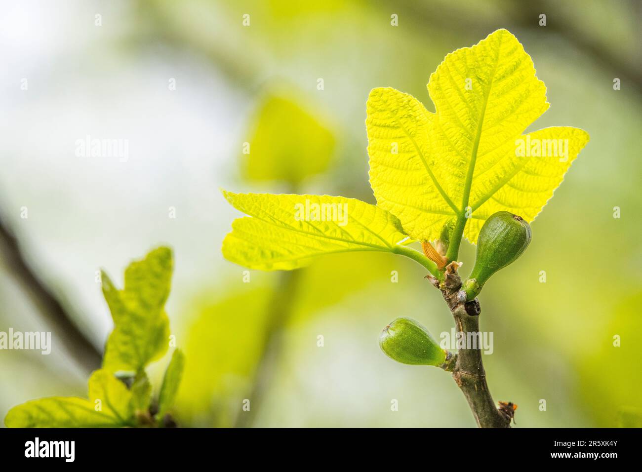 The fig is the edible fruit of Ficus carica, a species of small tree in ...
