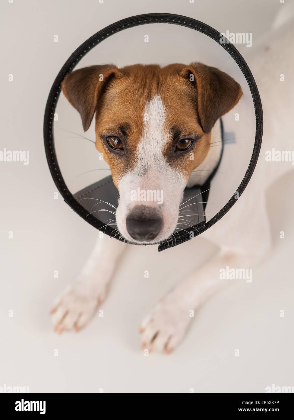 Jack Russell Terrier dog in plastic cone after surgery Stock Photo - Alamy