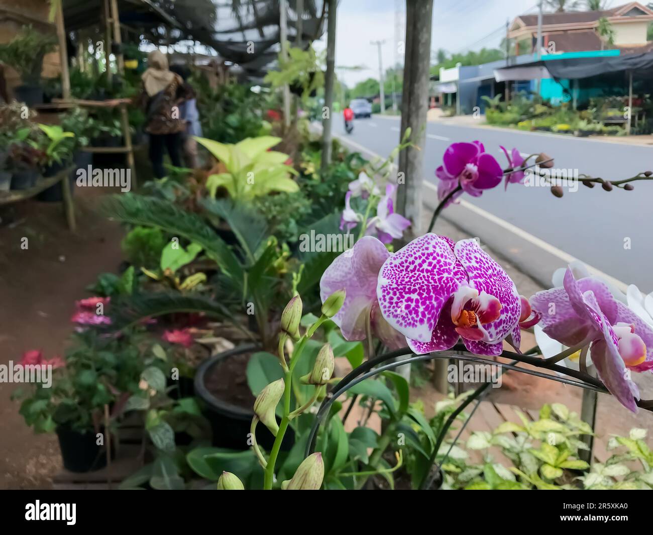 Blooms taxonomy hi-res stock photography and images - Alamy