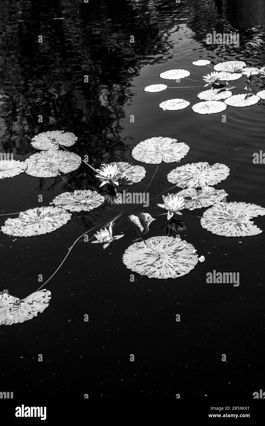 Water lily pond lilies Black and White Stock Photos & Images - Alamy