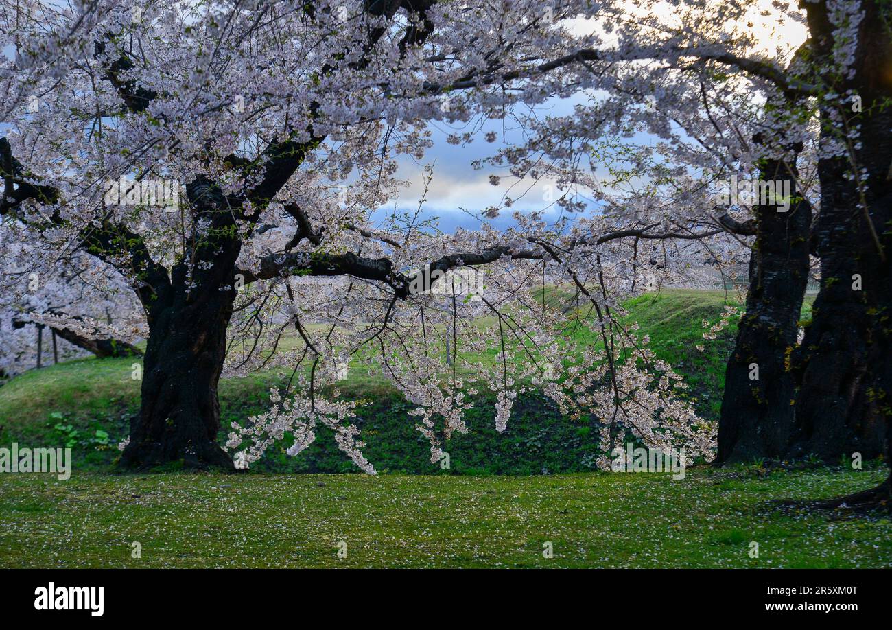 Beautiful spring landscape with cherry blossoms in Goryokaku Park in ...