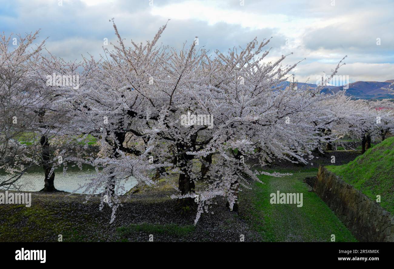 Beautiful spring landscape with cherry blossoms in Goryokaku Park in ...