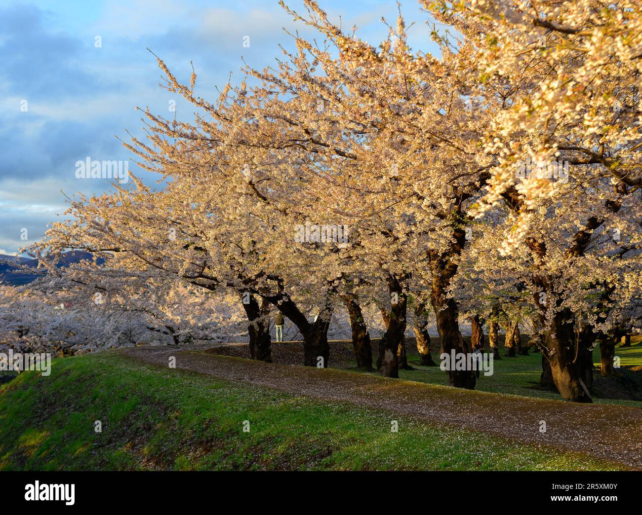 Beautiful spring landscape with cherry blossoms in Goryokaku Park in ...