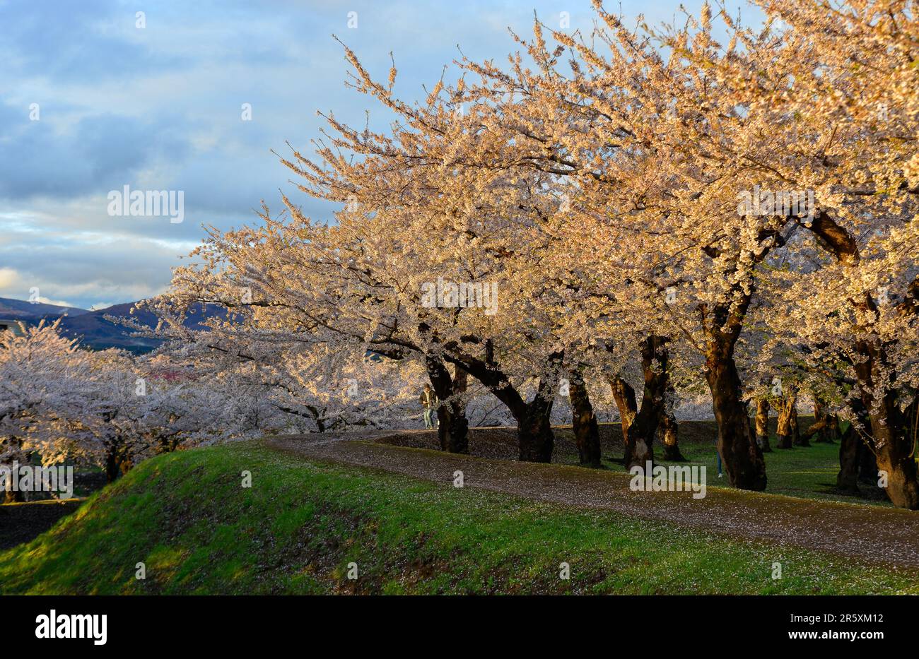 Beautiful spring landscape with cherry blossoms in Goryokaku Park in ...
