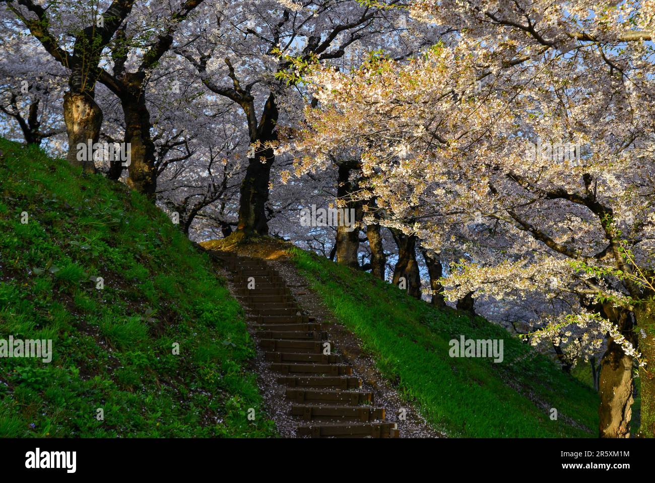 Beautiful spring landscape with cherry blossoms in Goryokaku Park in ...