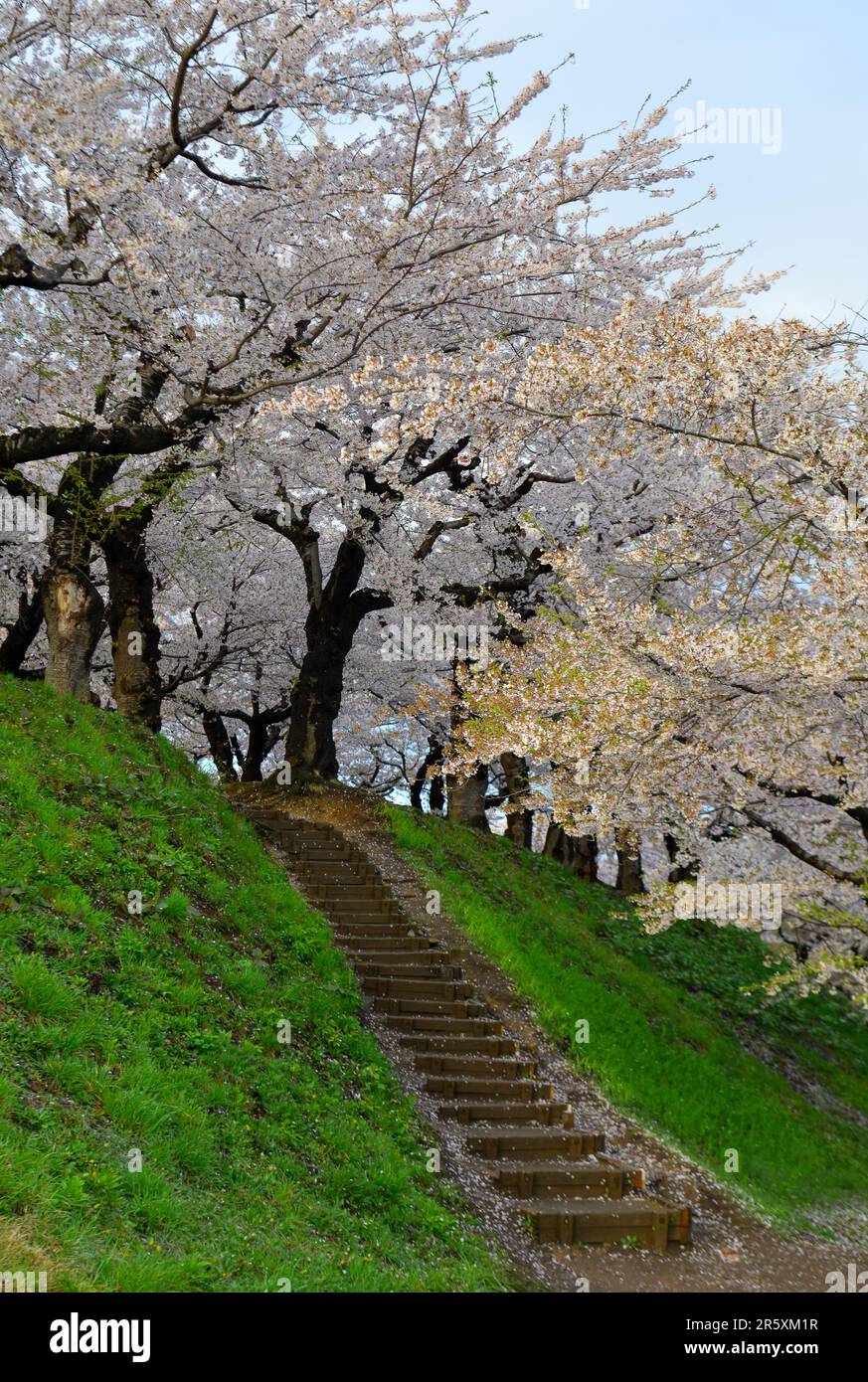 Beautiful spring landscape with cherry blossoms in Goryokaku Park in ...