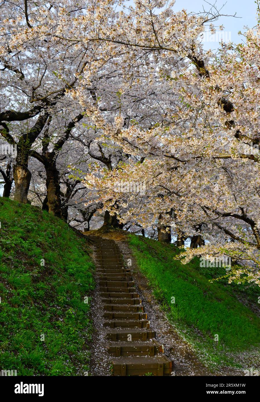 Beautiful spring landscape with cherry blossoms in Goryokaku Park in ...