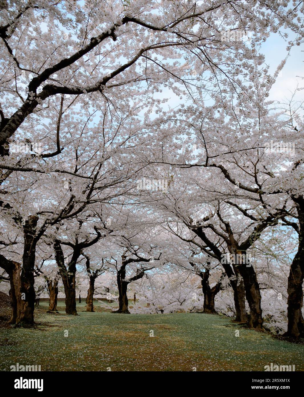 Beautiful spring landscape with cherry blossoms in Goryokaku Park in ...