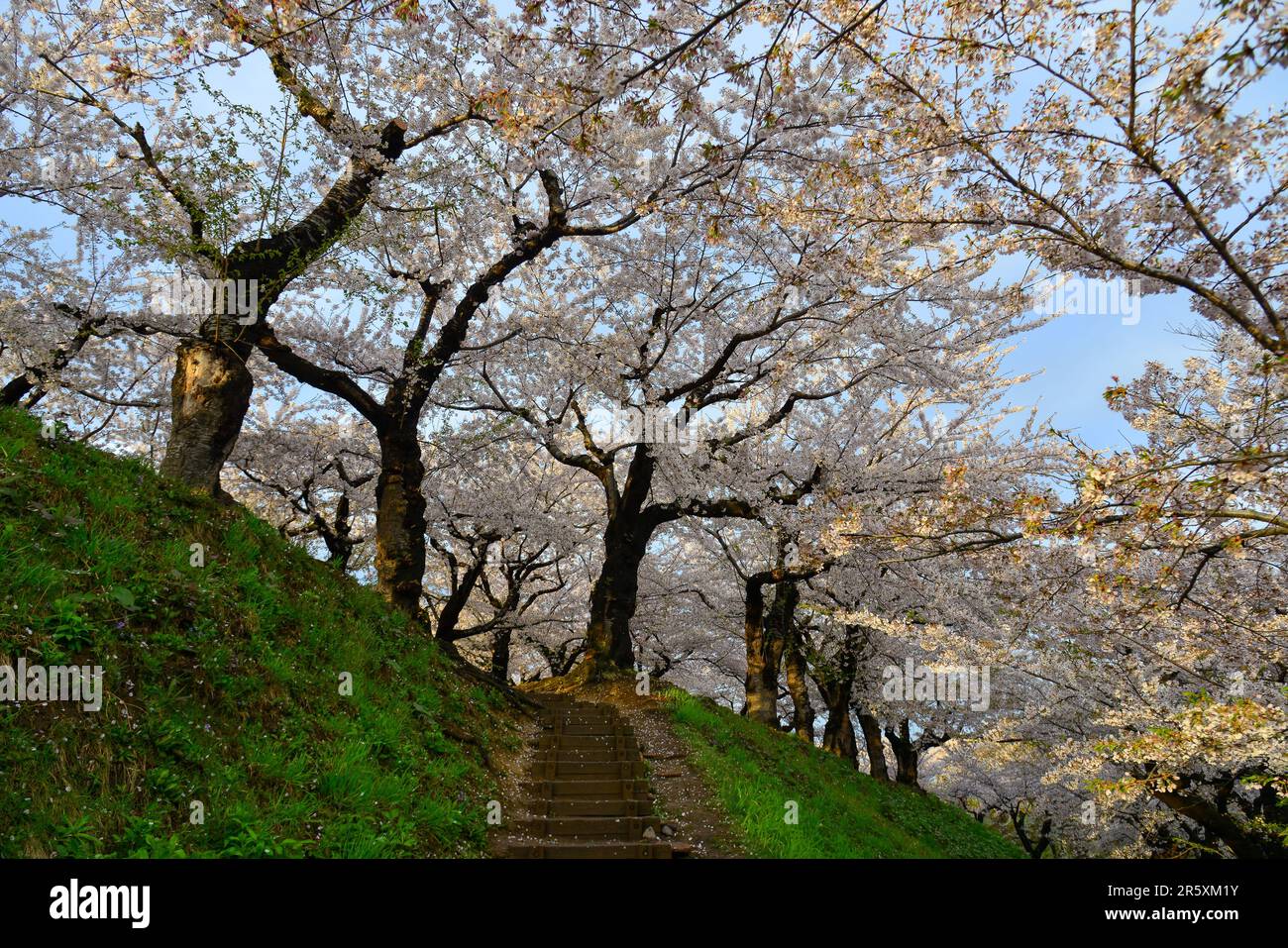 Beautiful spring landscape with cherry blossoms in Goryokaku Park in ...