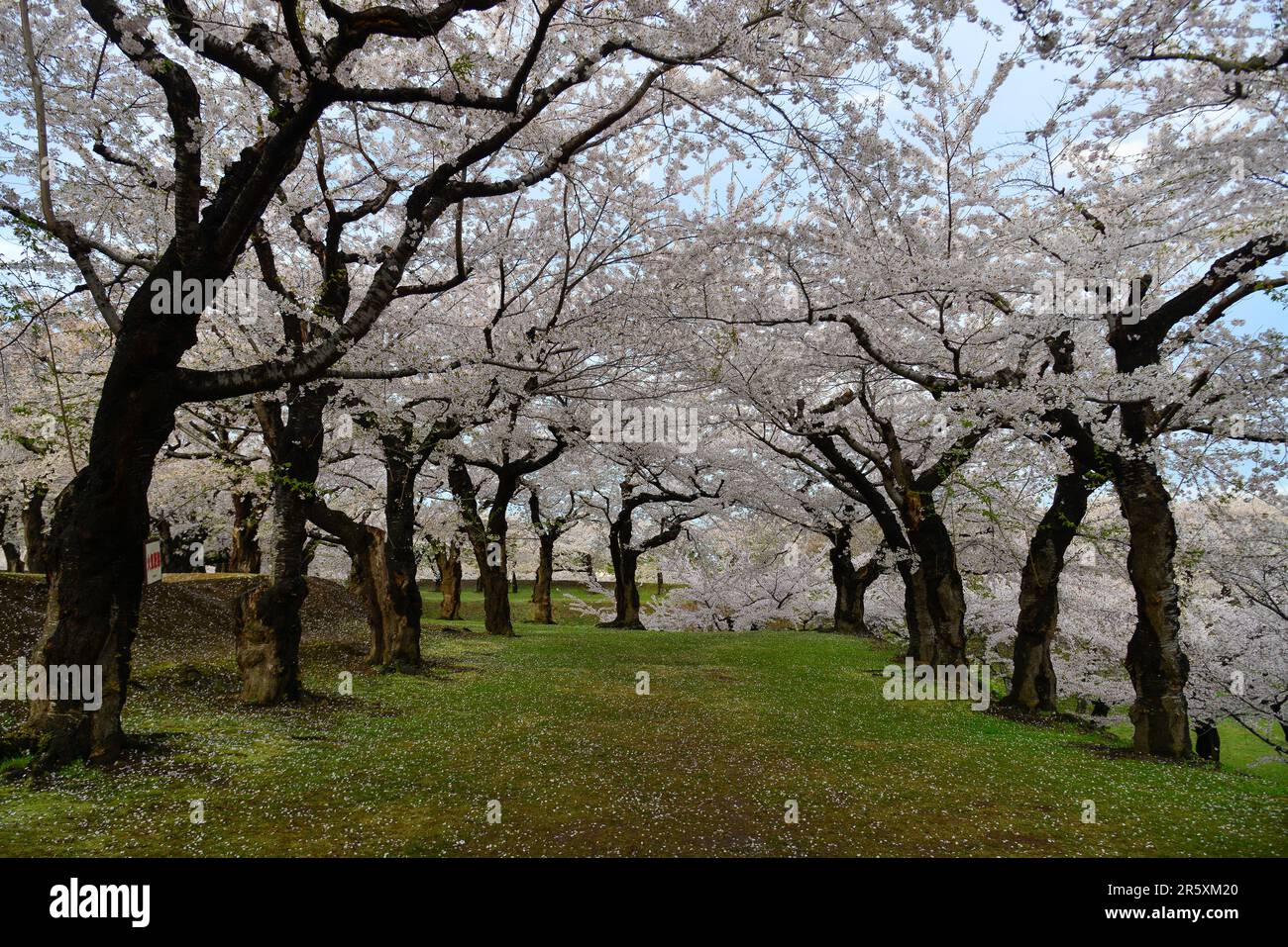 Beautiful spring landscape with cherry blossoms in Goryokaku Park in ...