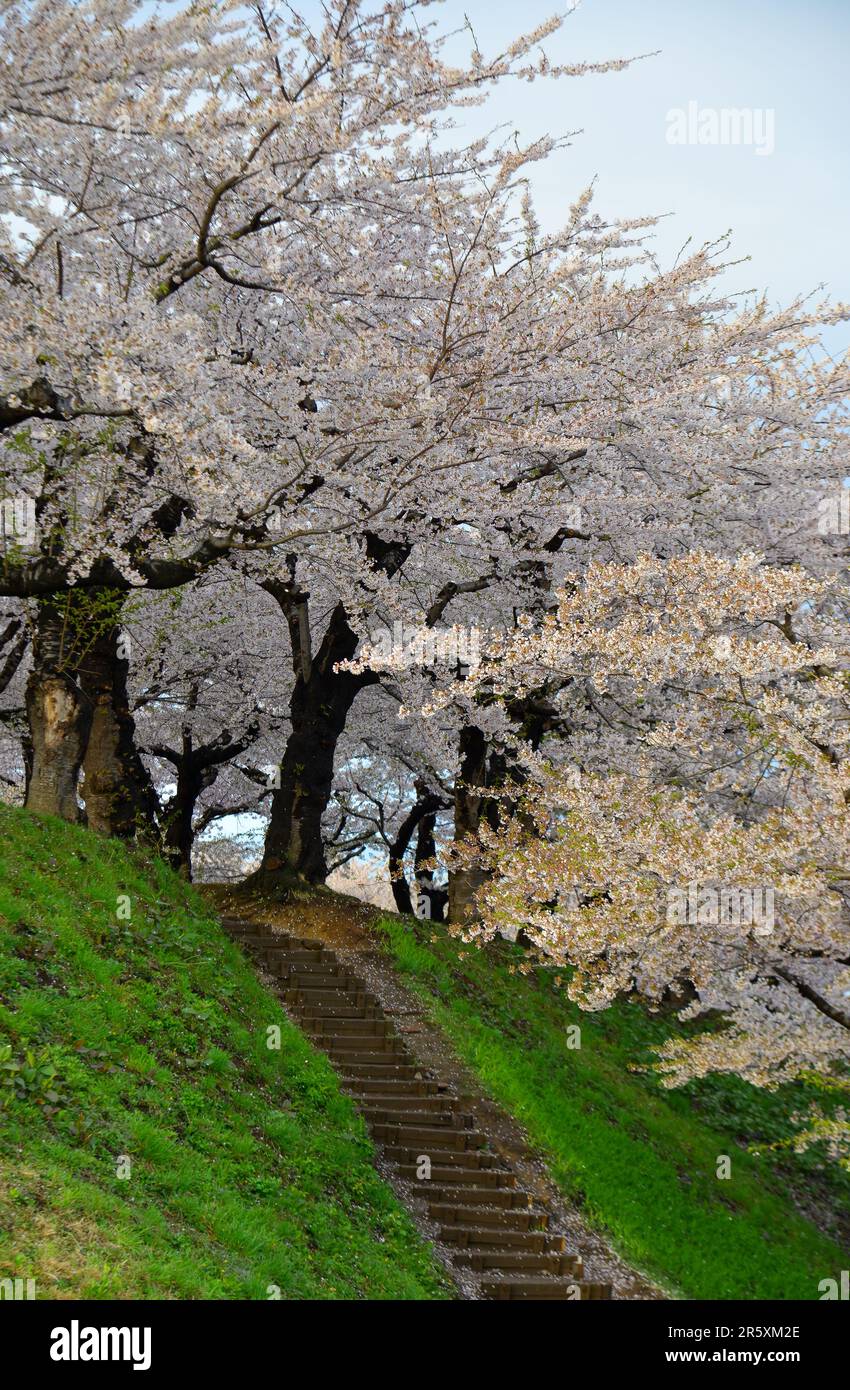 Beautiful spring landscape with cherry blossoms in Goryokaku Park in ...