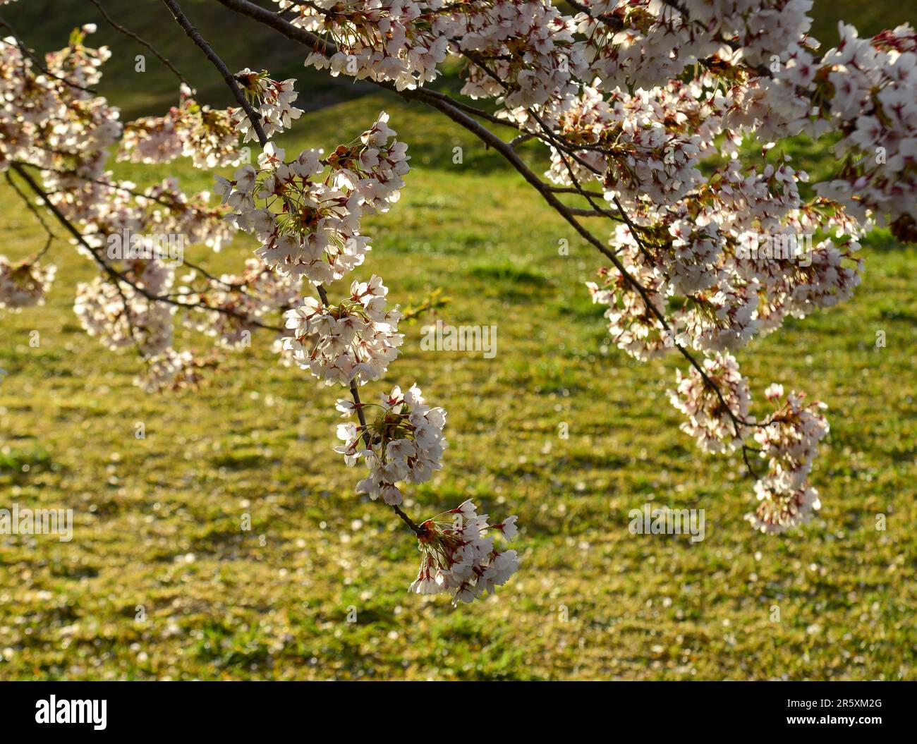 Spring landscape with cherry blossoms (sakura) blooming in Goryokaku ...