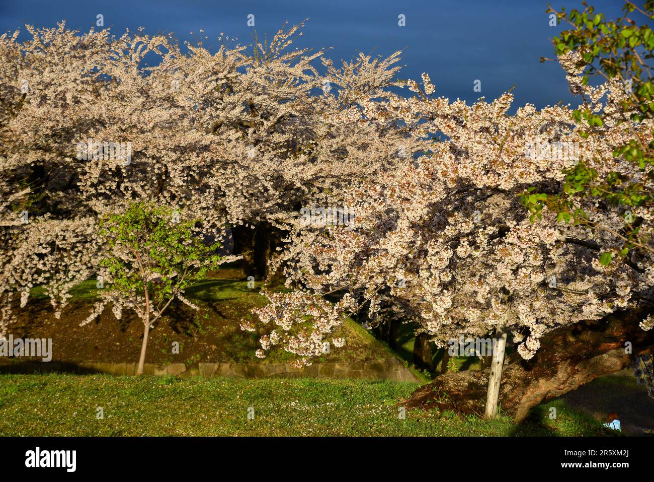 Beautiful spring landscape with cherry blossoms in Goryokaku Park in ...