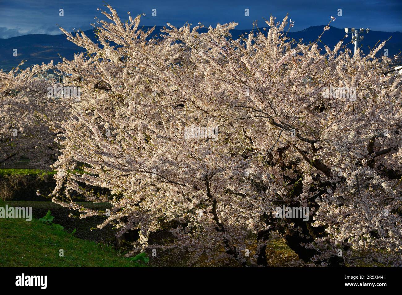 Spring landscape with cherry blossoms (sakura) blooming in Goryokaku ...