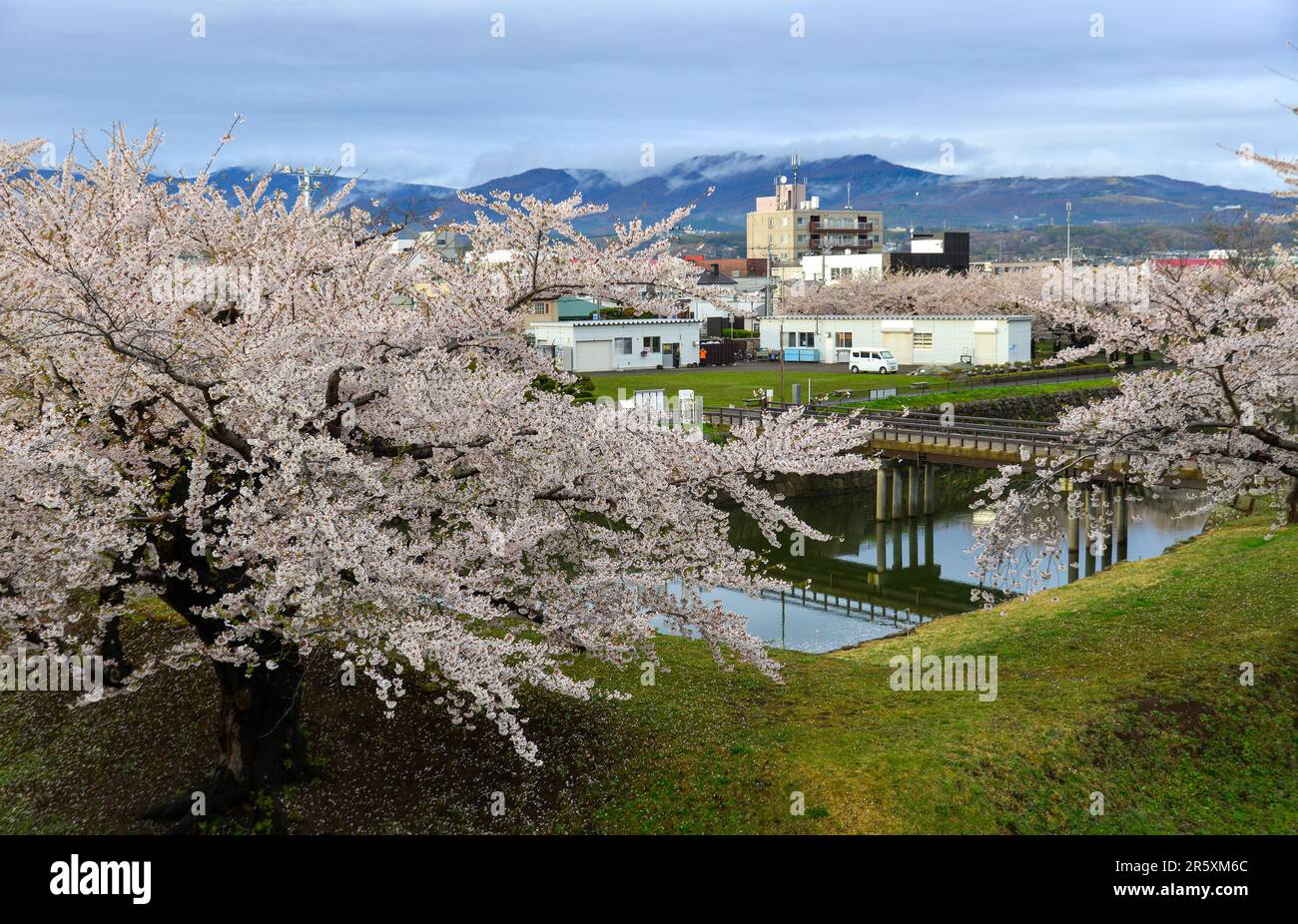 Hakodate, Japan - Apr 26, 2023. Peach blossoms (sakura) bloom in Goryokaku Castle in Hakodate ...
