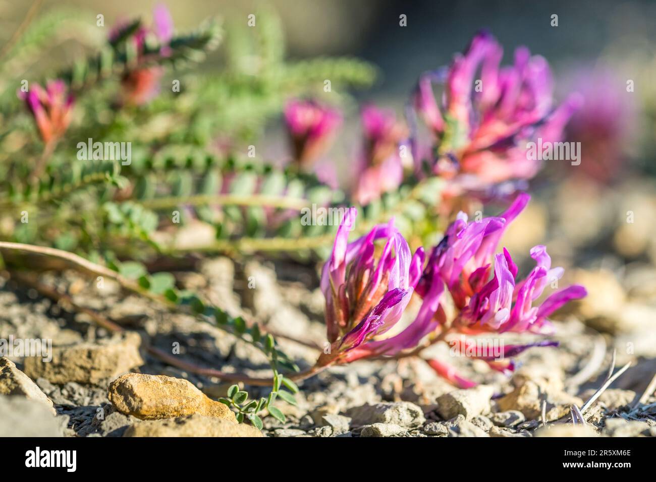 Astragalus species hi-res stock photography and images - Alamy