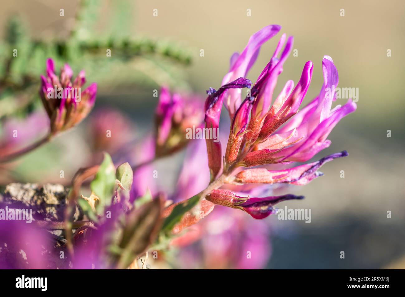 Astragalus monspessulanus is a plant species in the genus Astragalus ...