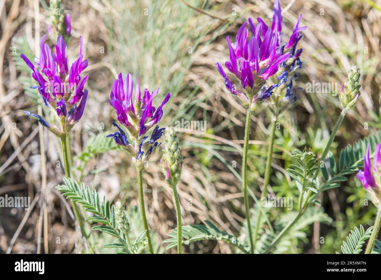 Leguminosae species hi-res stock photography and images - Alamy