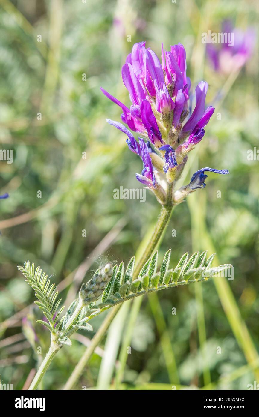 Species astragalus hi-res stock photography and images - Alamy