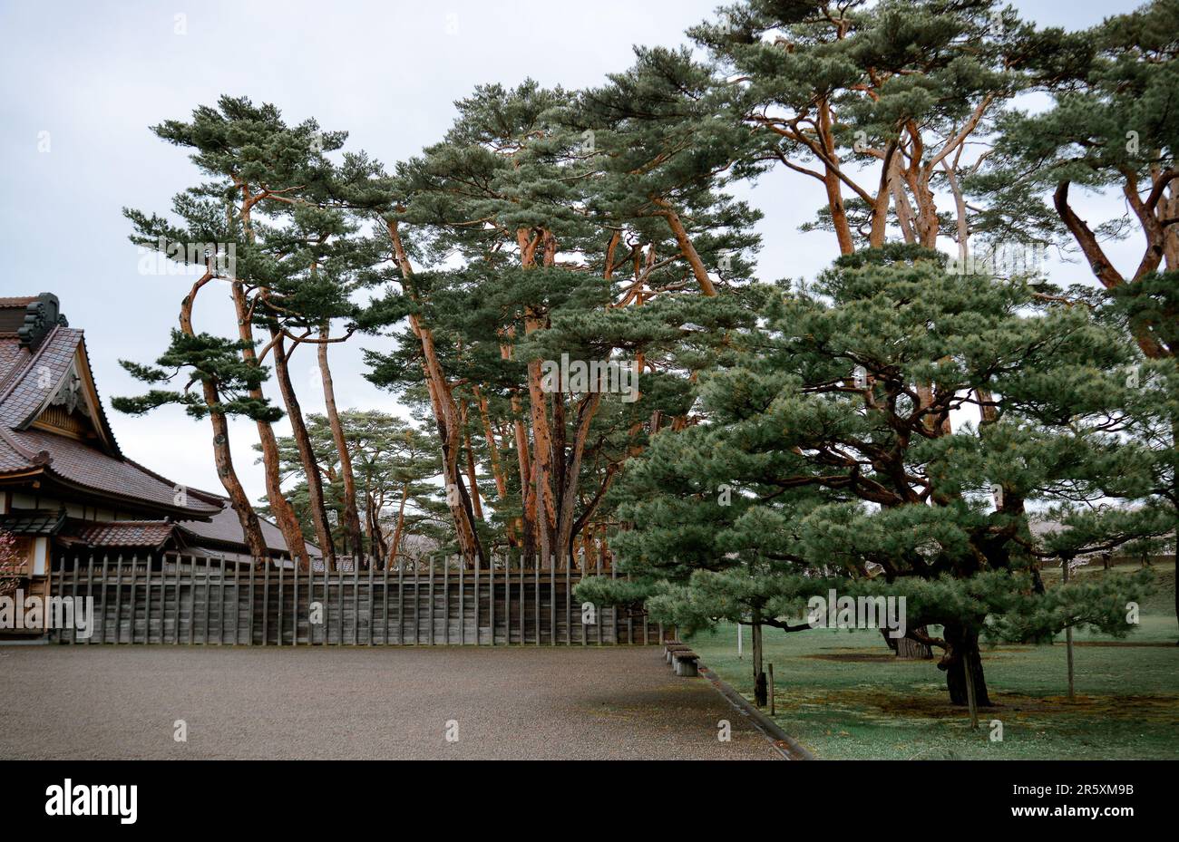 Ancient pine trees in the ancient castle Goryokaku in Hakodate ...
