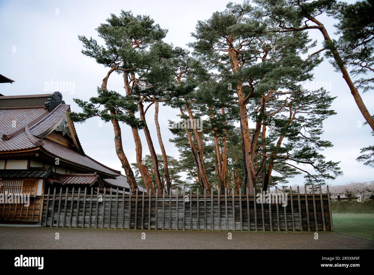 Ancient pine trees in the ancient castle Goryokaku in Hakodate ...