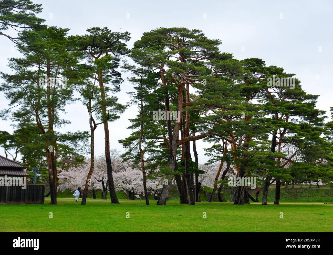 Ancient pine trees in the ancient castle Goryokaku in Hakodate ...