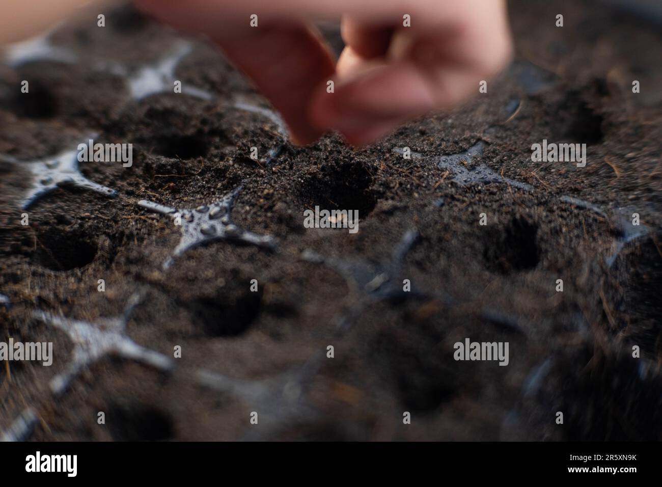 Female hand planting seeds in seedling tray with soil. Gardening and ...