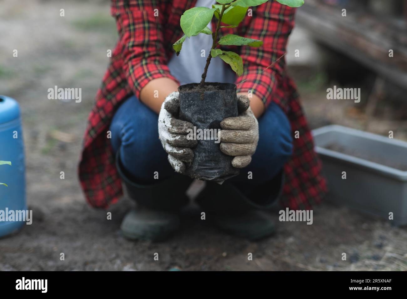 A female gardener's hand holds a bag of seedlings to be planted in the ...