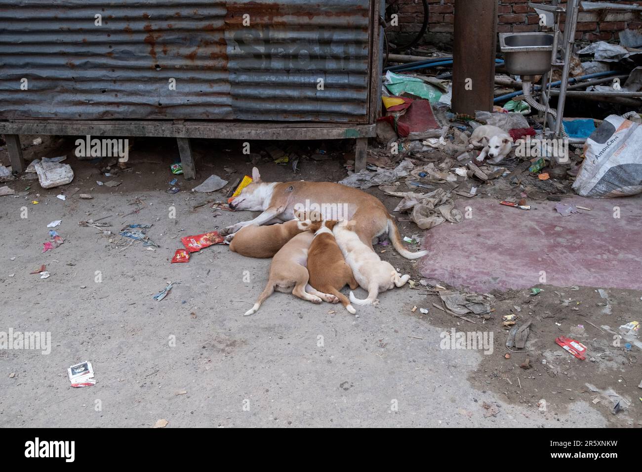 Stray street dogs. The slum of Duari Para in Dhaka, the capital of ...