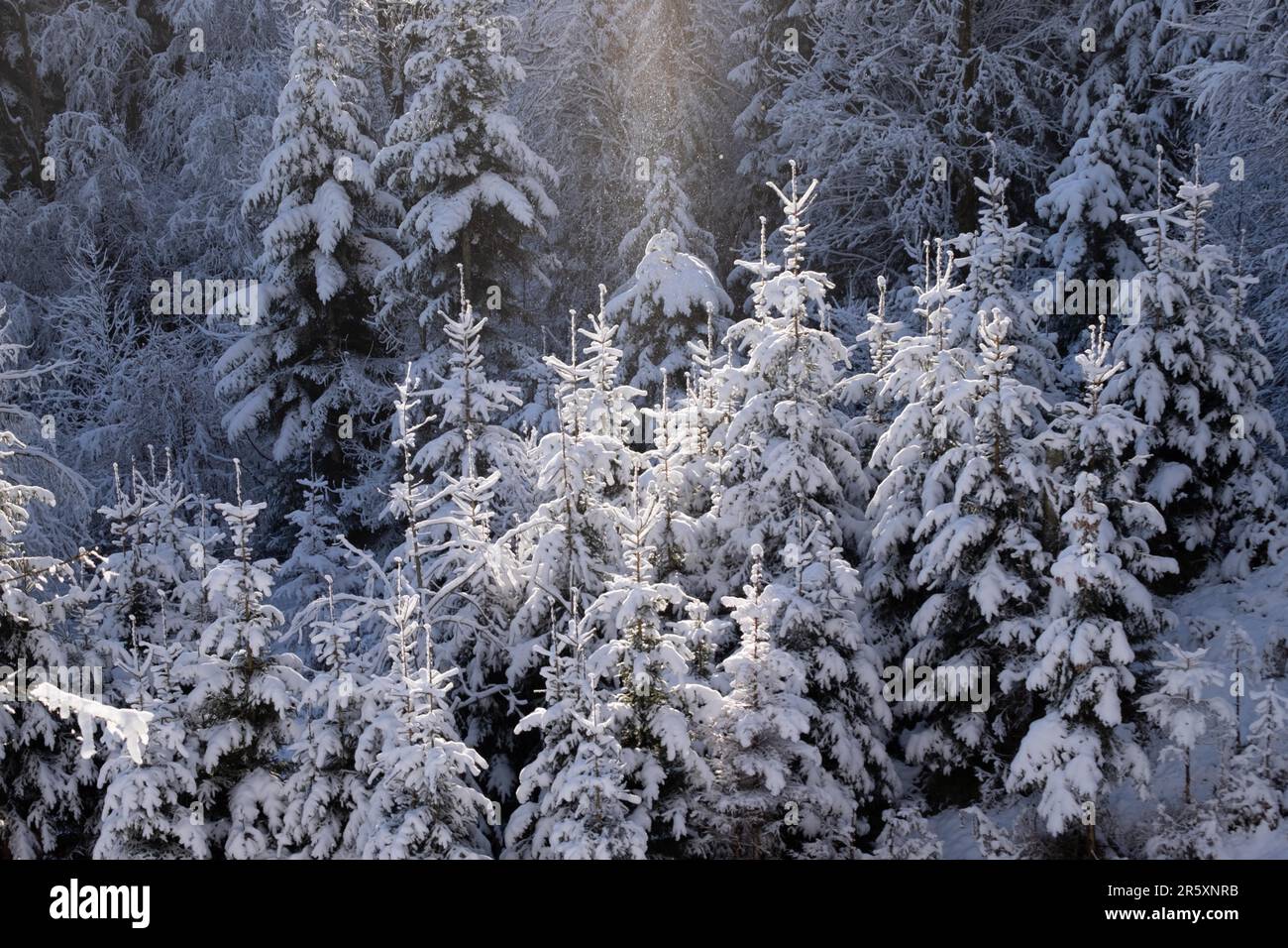 Sunbeam falling on snow-covered trees of a forest, close-up, winter landscape Stock Photo - Alamy