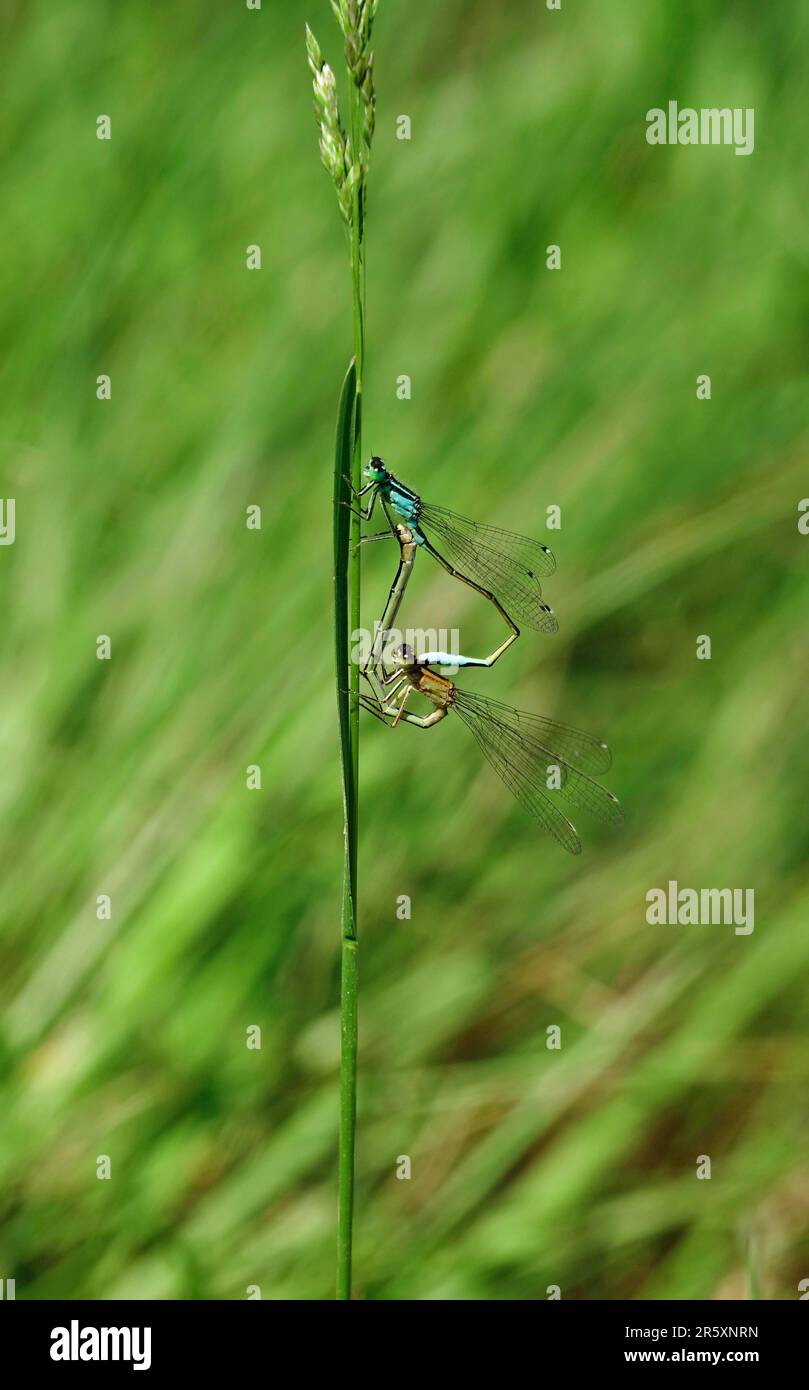 German dragonflies hi-res stock photography and images - Alamy
