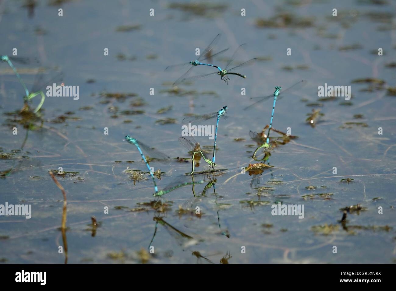German dragonflies hi-res stock photography and images - Alamy