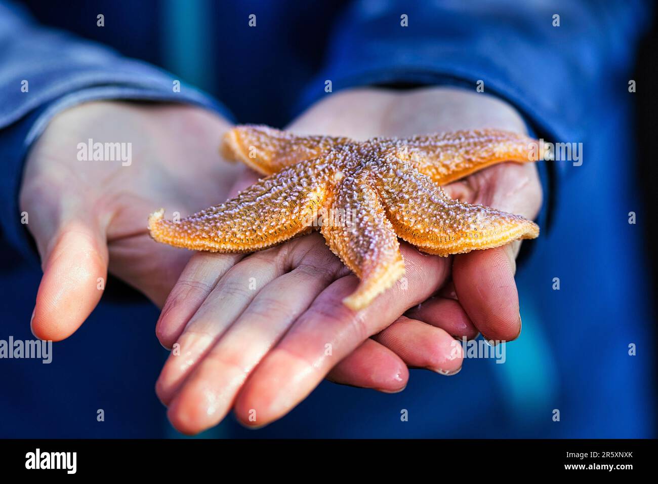 Common starfish (Asterias rubens), freshly caught on a hand, natural ...