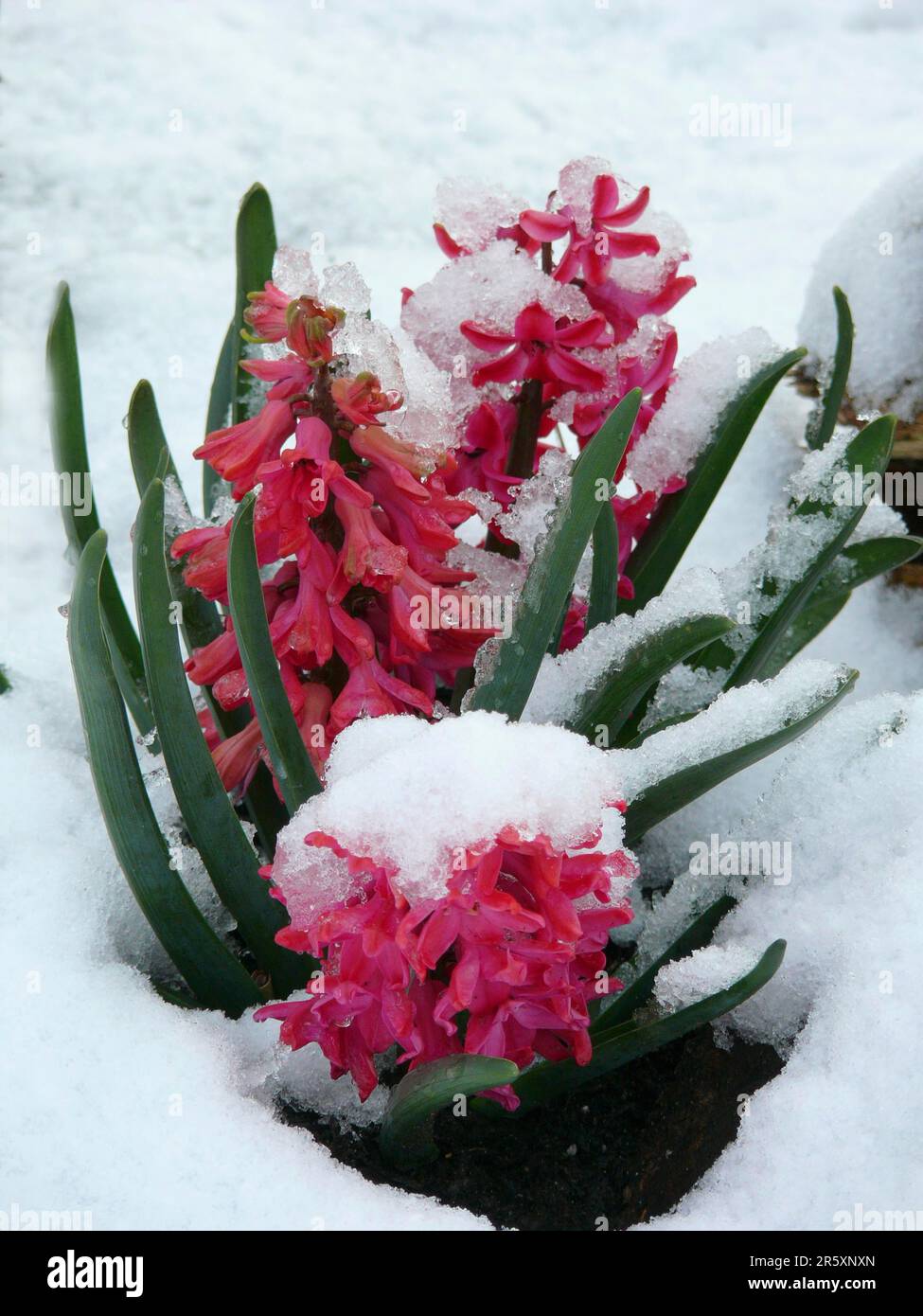 Flowers with Snow, Hyacinth with Snow, garden hyacinth (Hyacinthus ...
